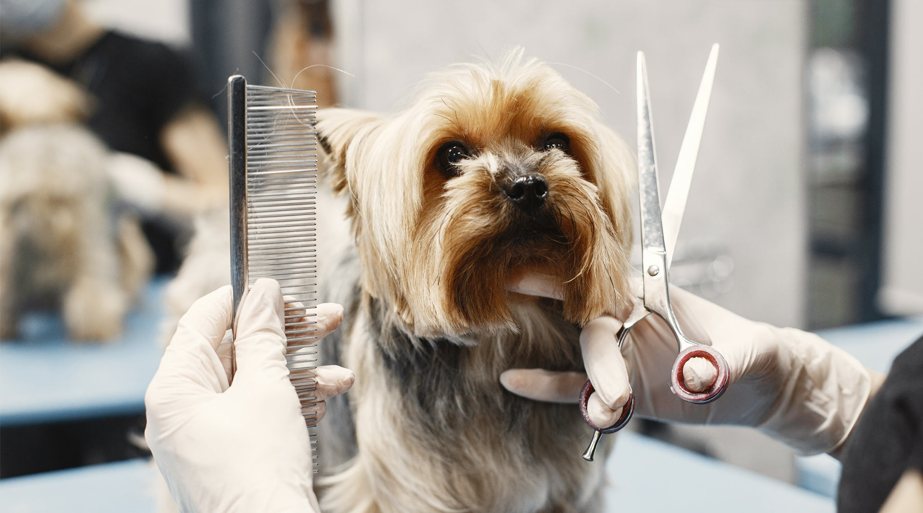 Qpets® Stainless Steel Professional Dog Grooming Shears Set