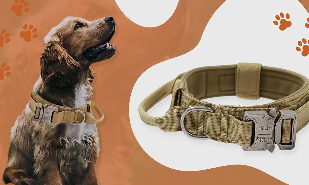 Qpets® Cat Chasing Toy